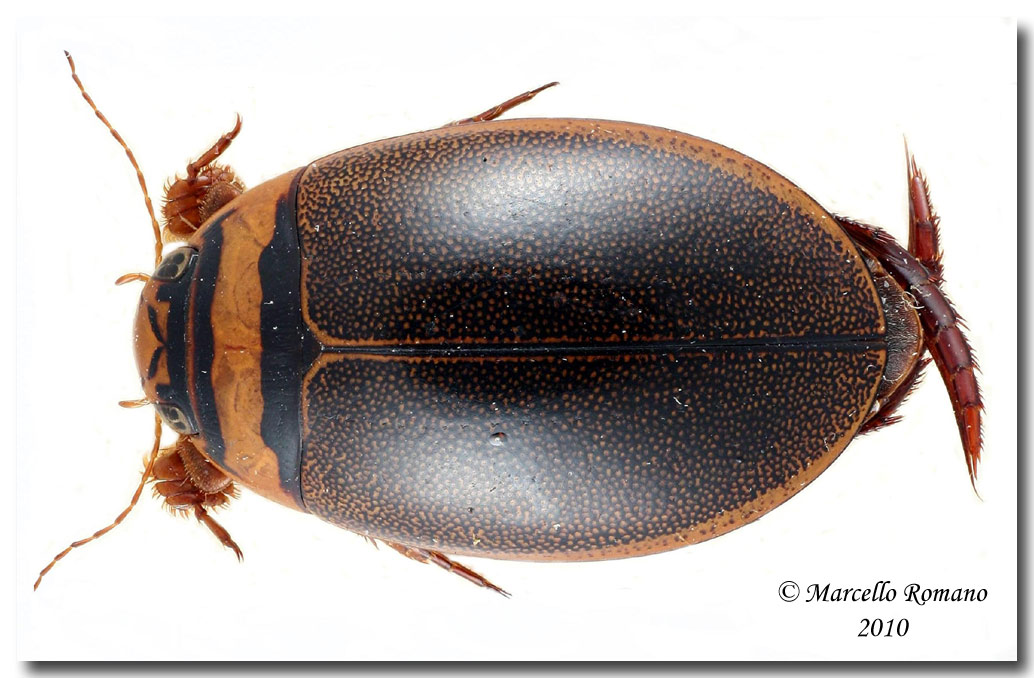 Graphoderus - Alchetron, The Free Social Encyclopedia